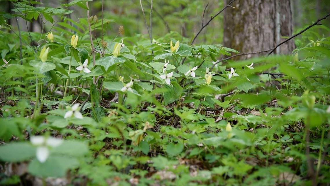 Hiking on Cove Hardwood Nature Trail in the Great Smoky Mountains ...