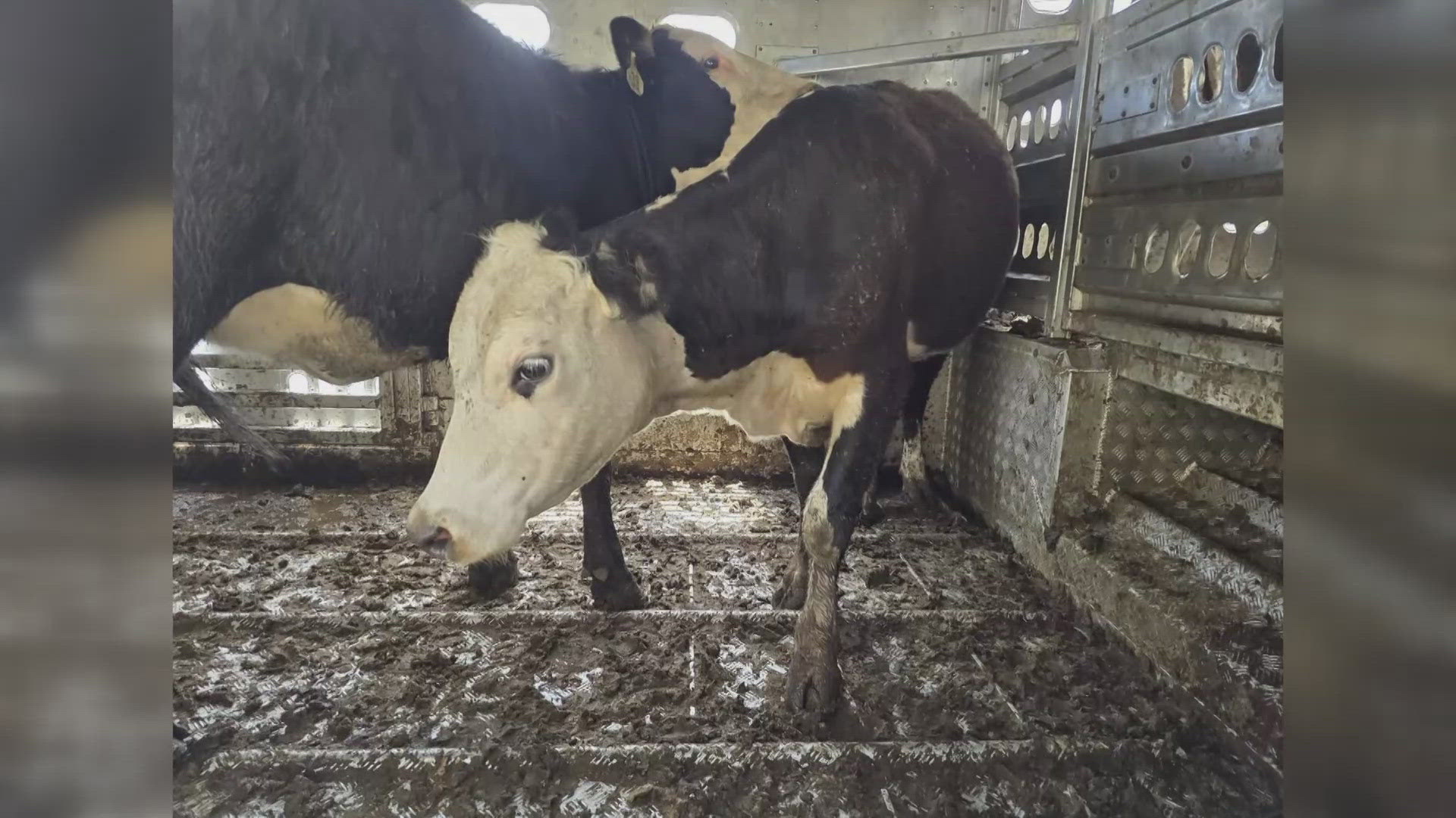 I-75 crashes injure several people in Loudon Co. after cow falls onto ...