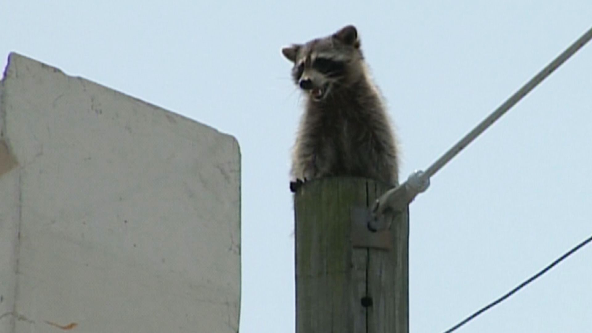 Utility companies combat power-hungry animals | wbir.com
