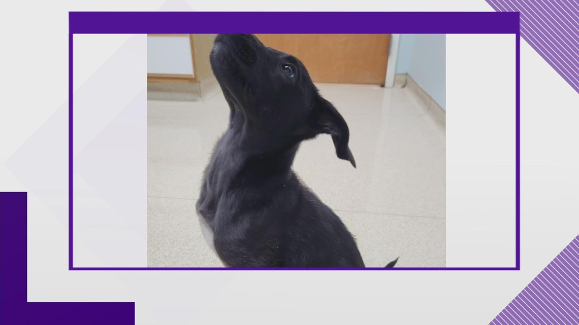 MoCo Mutt Rescue Center celebrates puppy who survived being thrown off ...