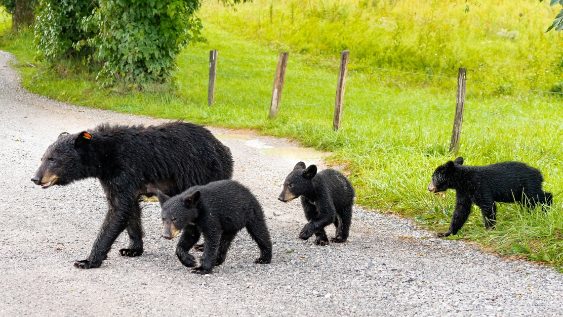 Safety steps as bears come out of hibernation in GSMNP | wbir.com