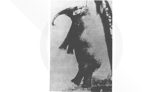 TN town's reputation suffers after elephant hanging | wbir.com