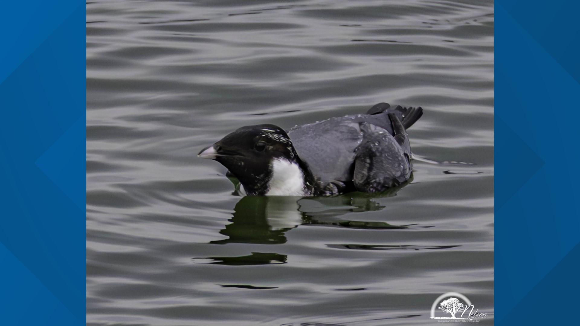 Ancient Murrelet spotted near Chattanooga | wbir.com