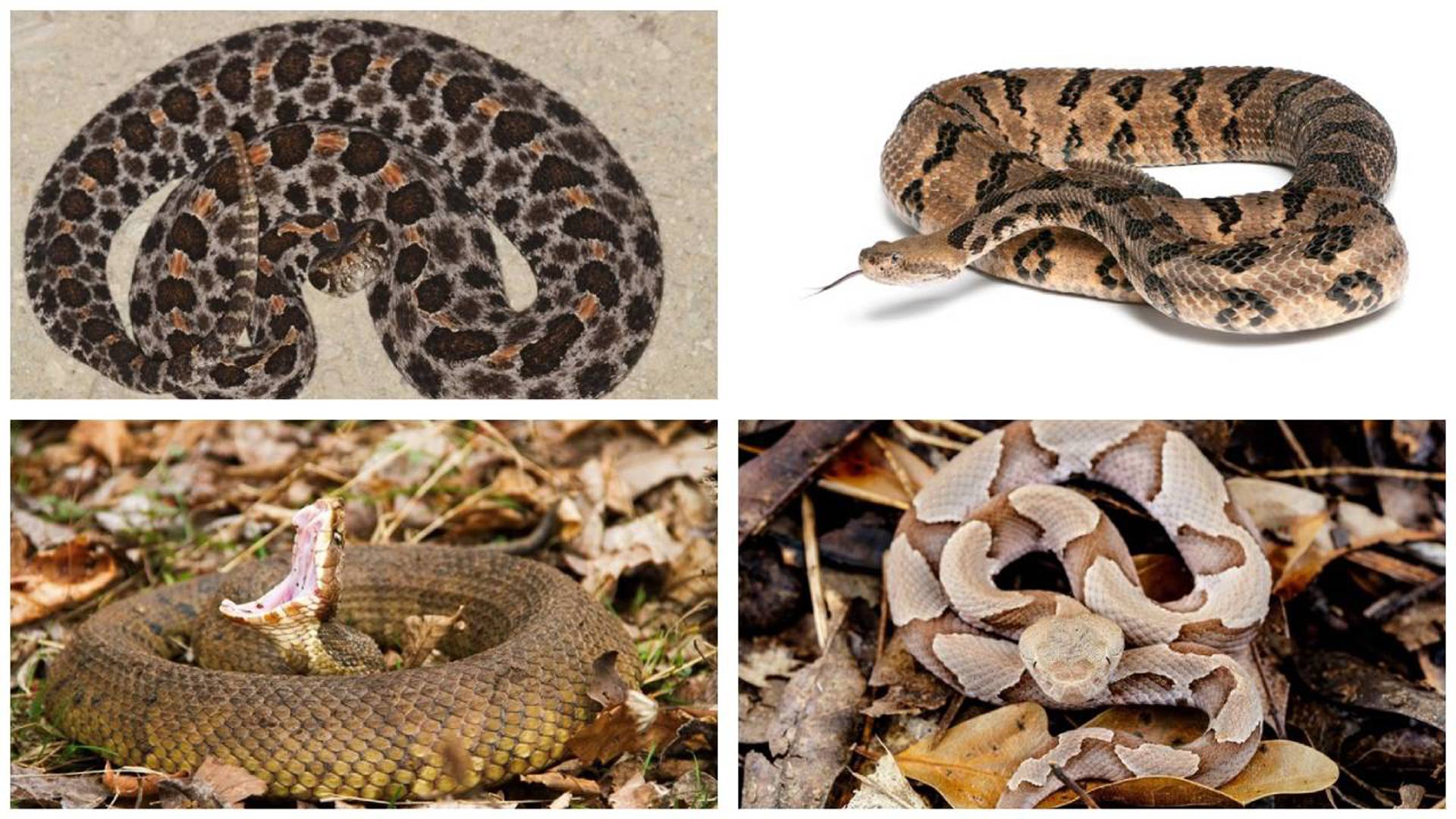 Venomous snakes in Tennessee | wbir.com