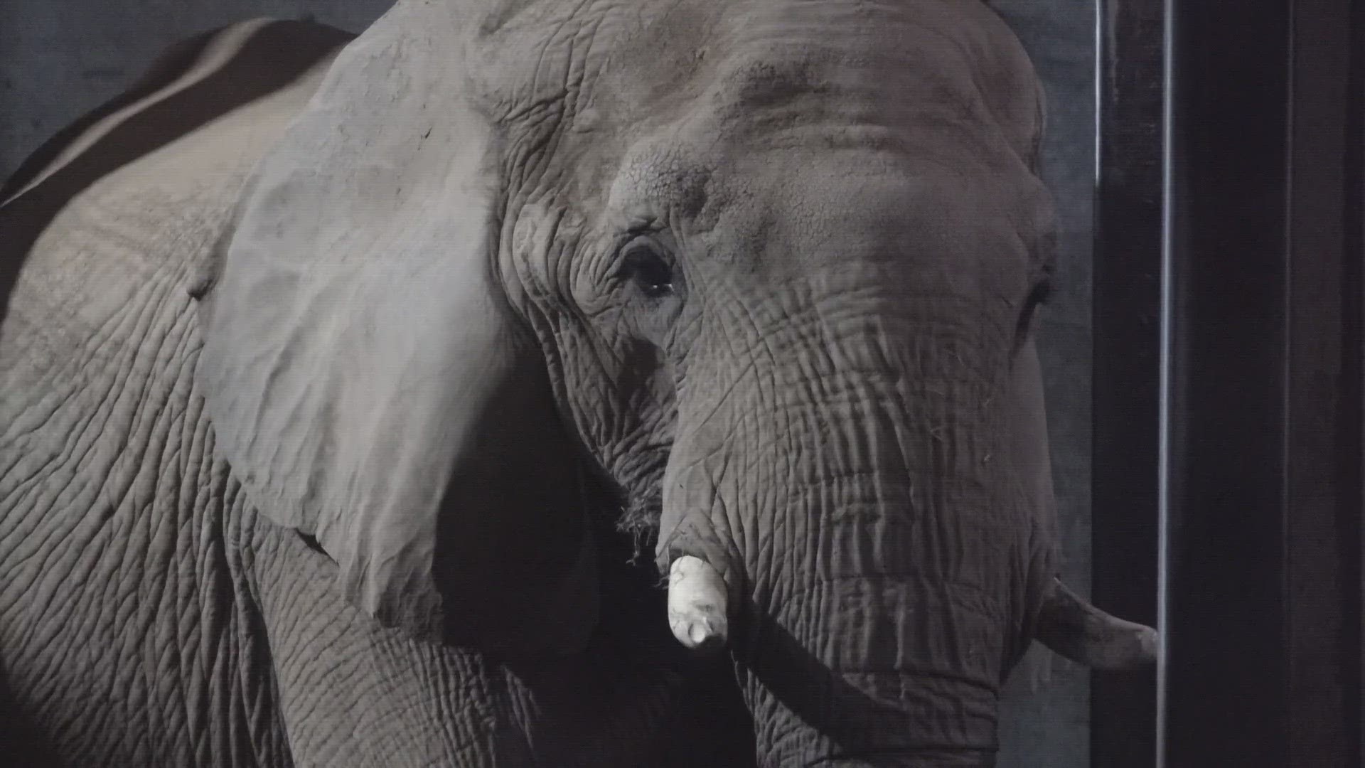Knoxville says goodbye to Edie the elephant | wbir.com