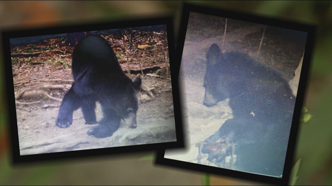 Non-profits working to save bears from poaching in East Tennessee and ...