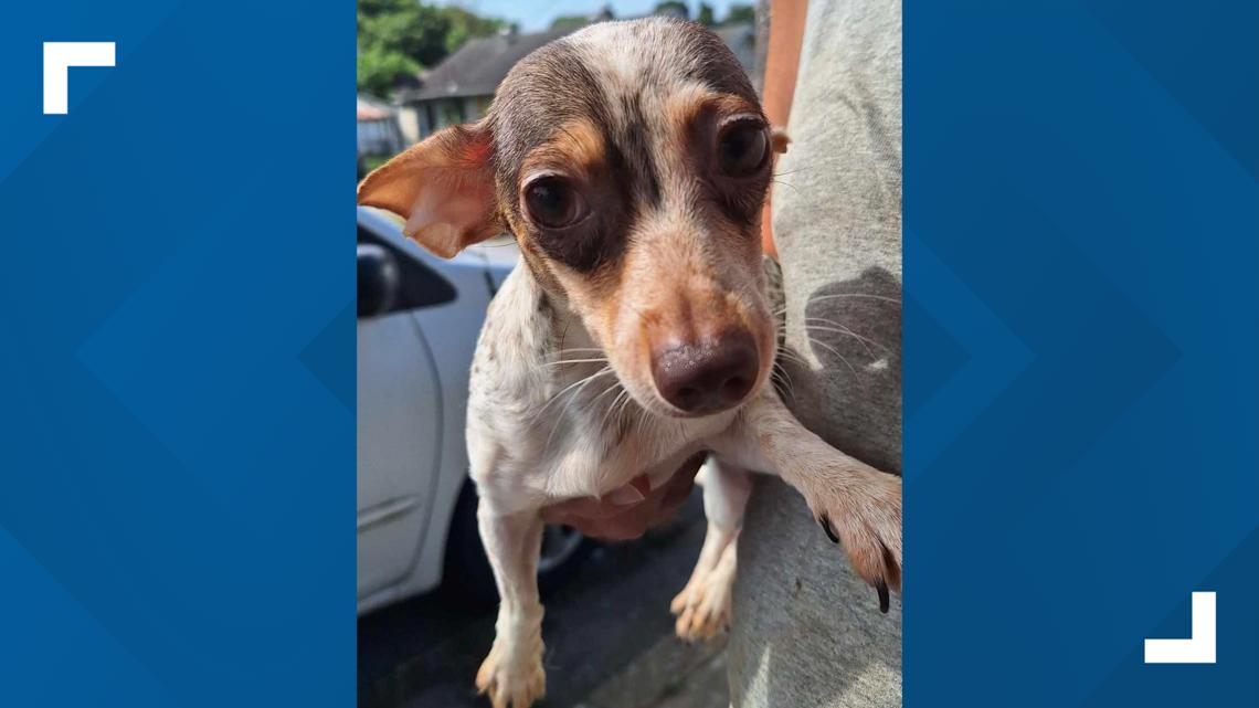 Morristown Hamblen Humane Society takes in 29 more dogs while on parvo ...