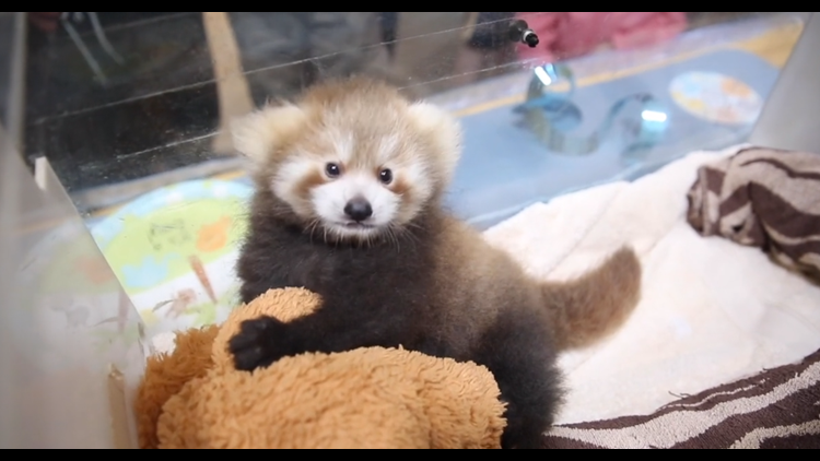 Red panda cub's arrival at Zoo Knoxville 'kind of like a homecoming ...