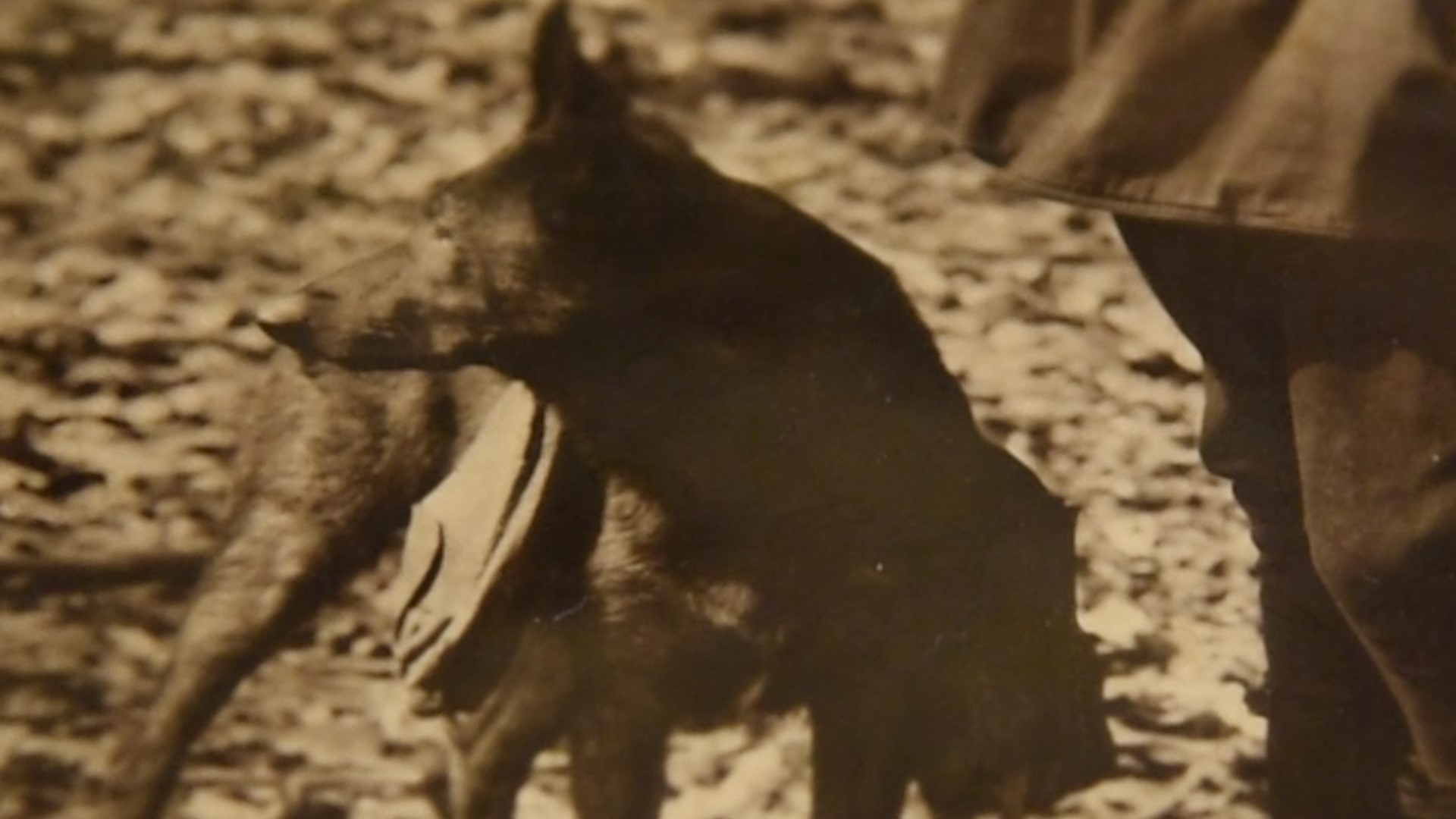 Cumberland Jack, Paul Adams: The man & dog who built LeConte | wbir.com