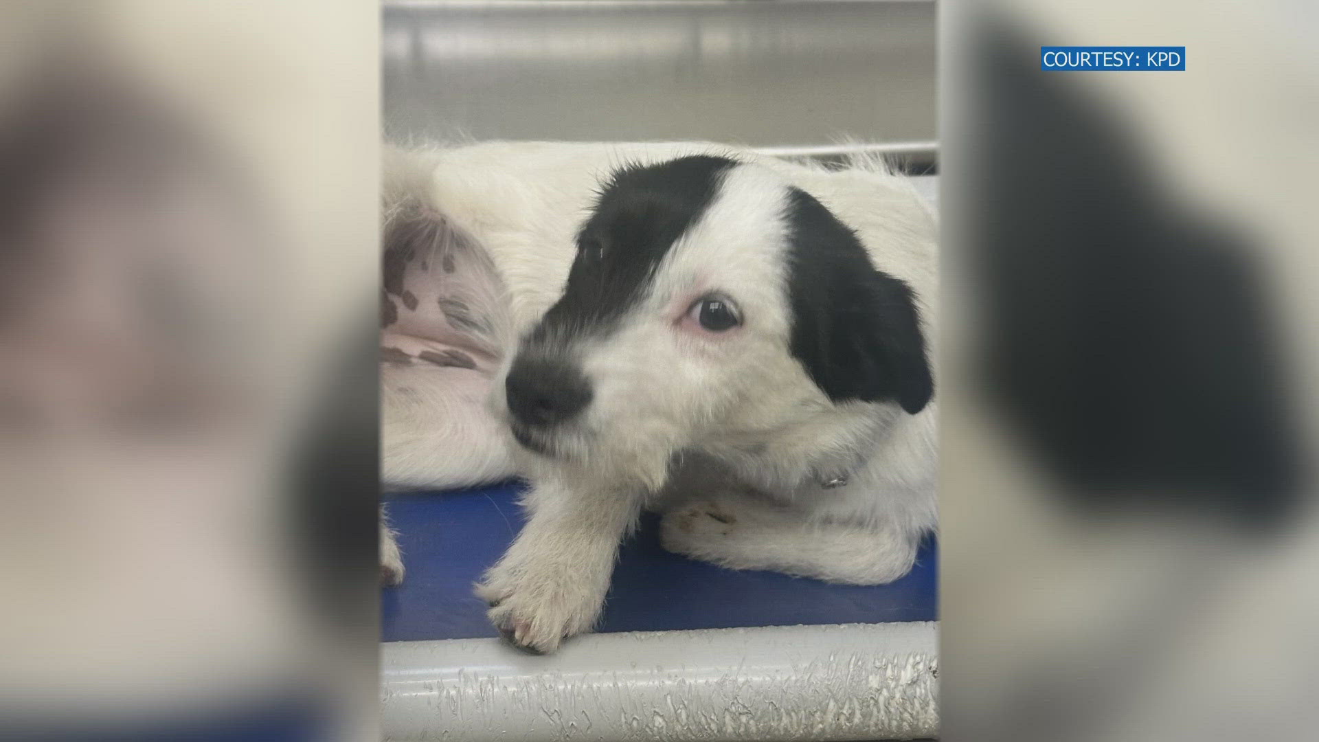 Dead dog found with bag over its head in Knoxville parking lot | wbir.com