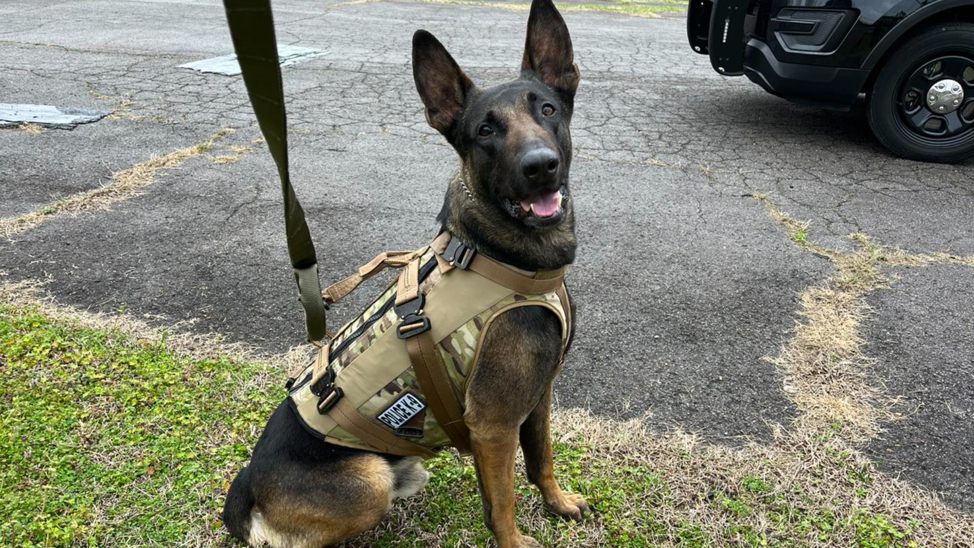 Vest donation made to K-9 in honor of fallen KCSO deputy | wbir.com