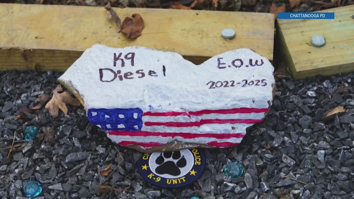 Chattanooga's K9 Diesel dies after SWAT operation injuries | wbir.com