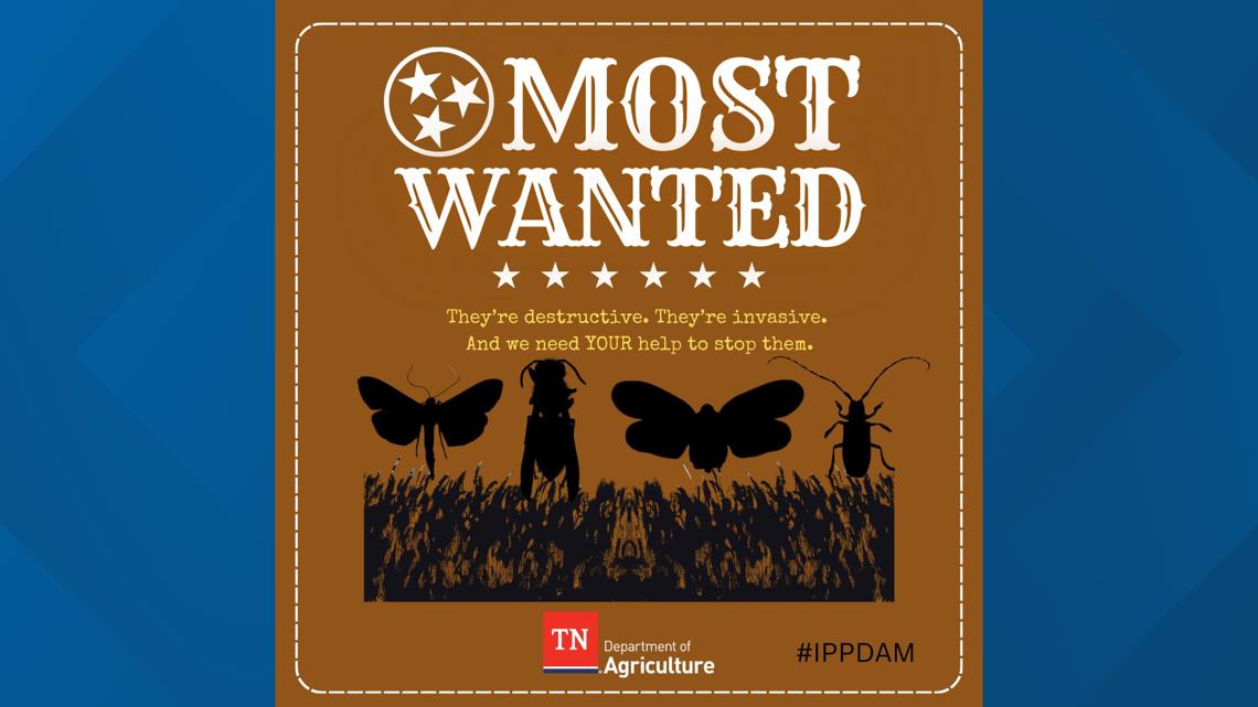 What to know about the top invasive species | wbir.com