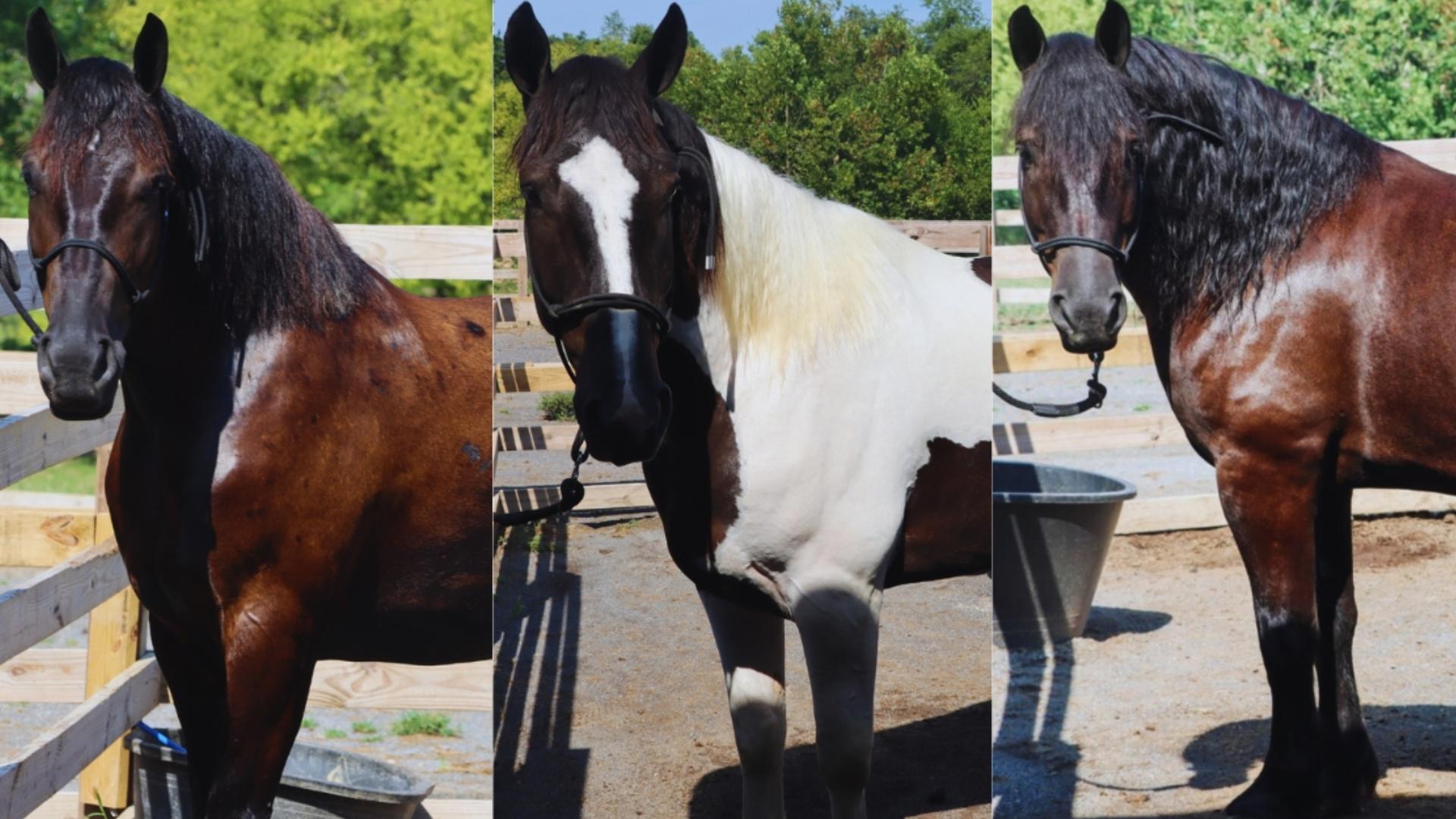 Knoxville police name three new mounted patrol horses | wbir.com