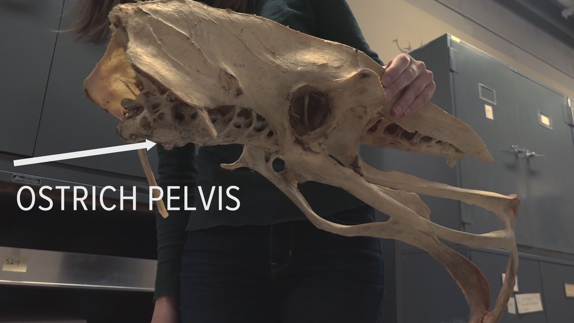 UT Knoxville houses animal skeleton collection | wbir.com
