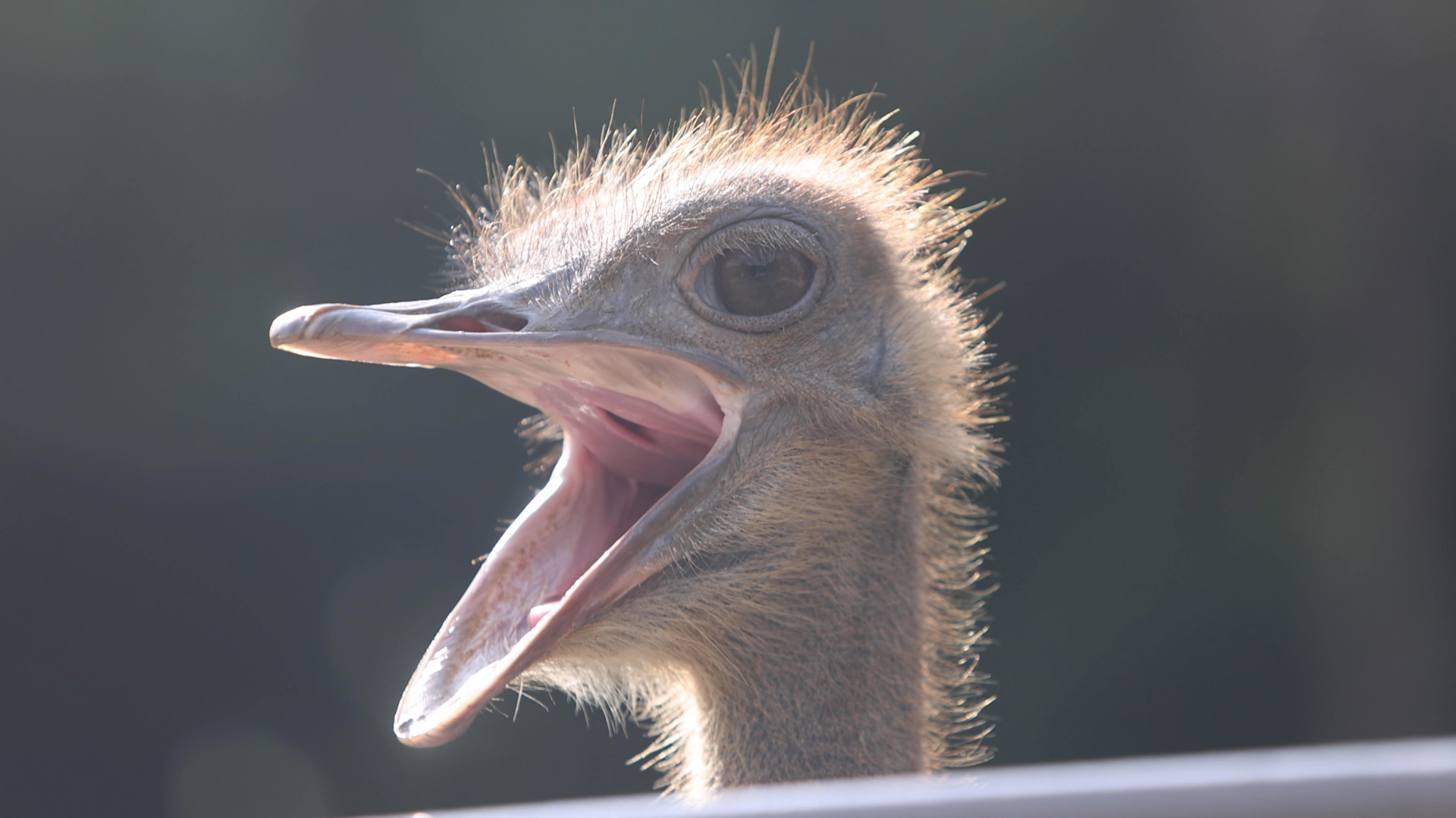Six new ostriches arrive at Zoo Knoxville | wbir.com