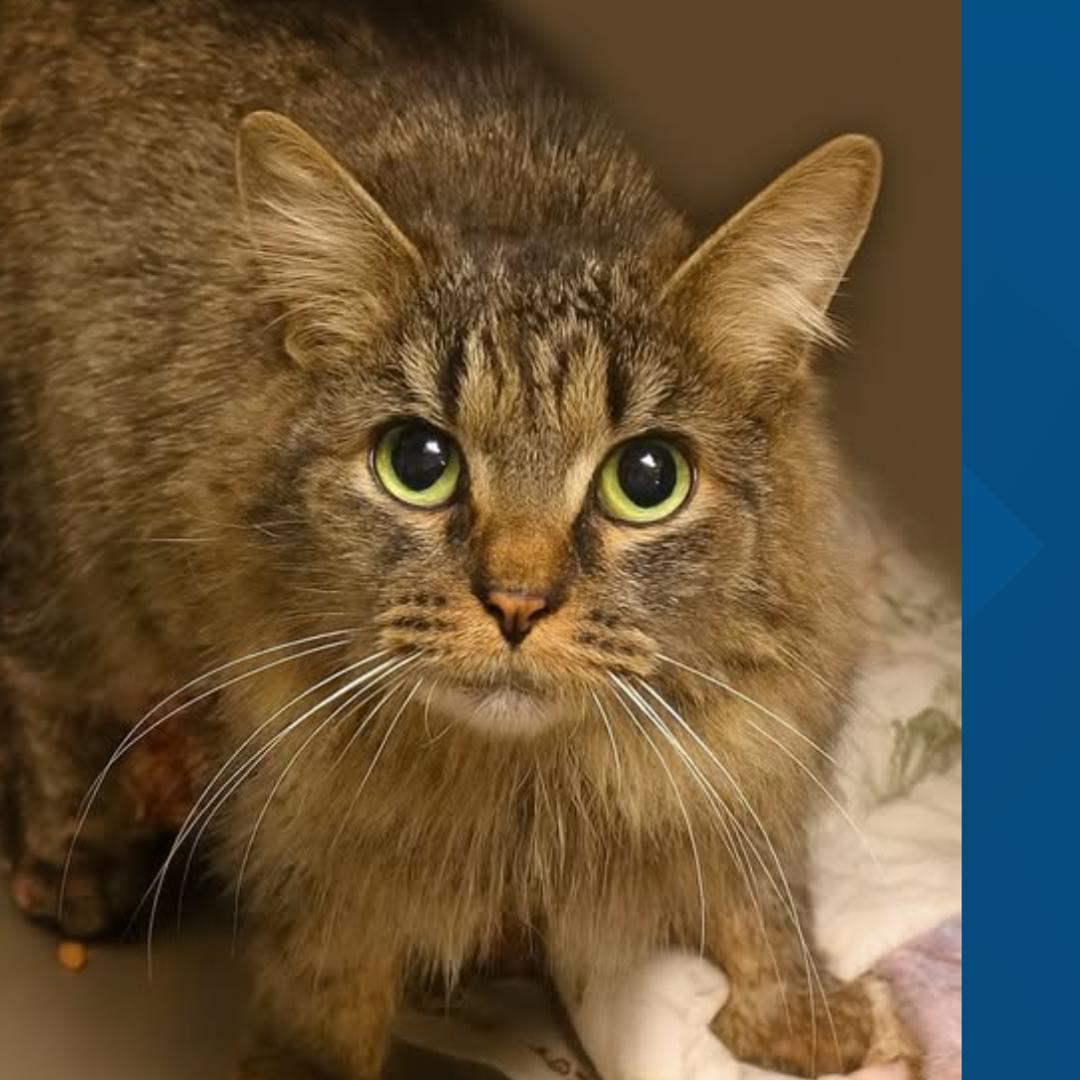 Alcoa's Springbrook Farm area could see development of new Costco ...