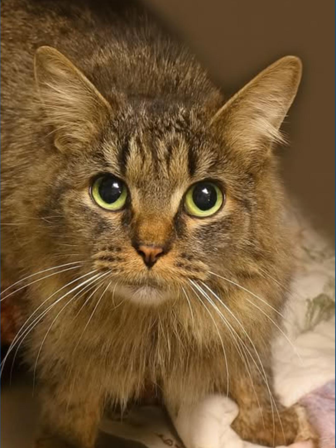 New Dateline episode to revisit Brittany Eldridge's unsolved murder in ...