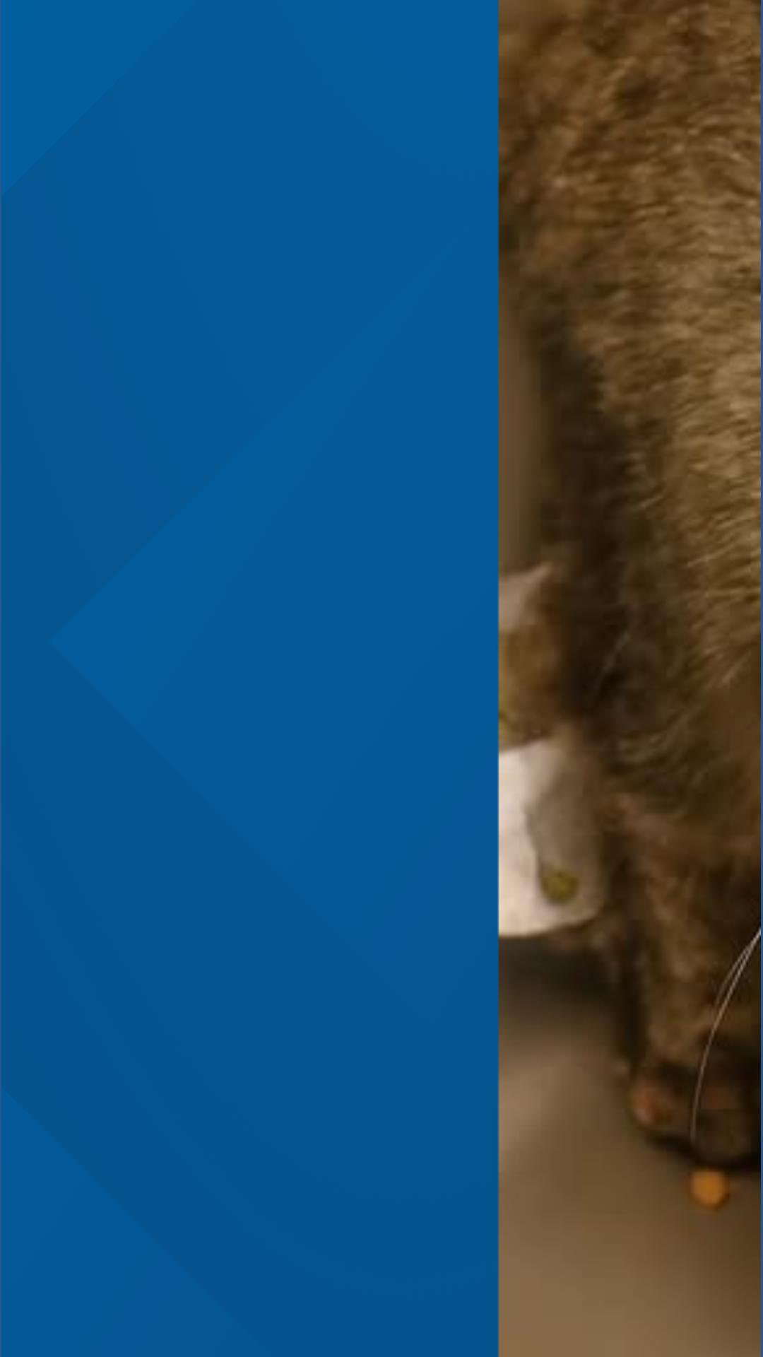 New Dateline episode to revisit Brittany Eldridge's unsolved murder in ...