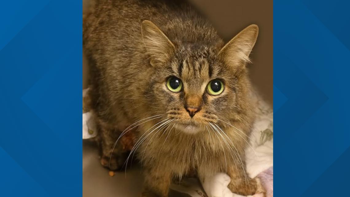 New Dateline episode to revisit Brittany Eldridge's unsolved murder in ...