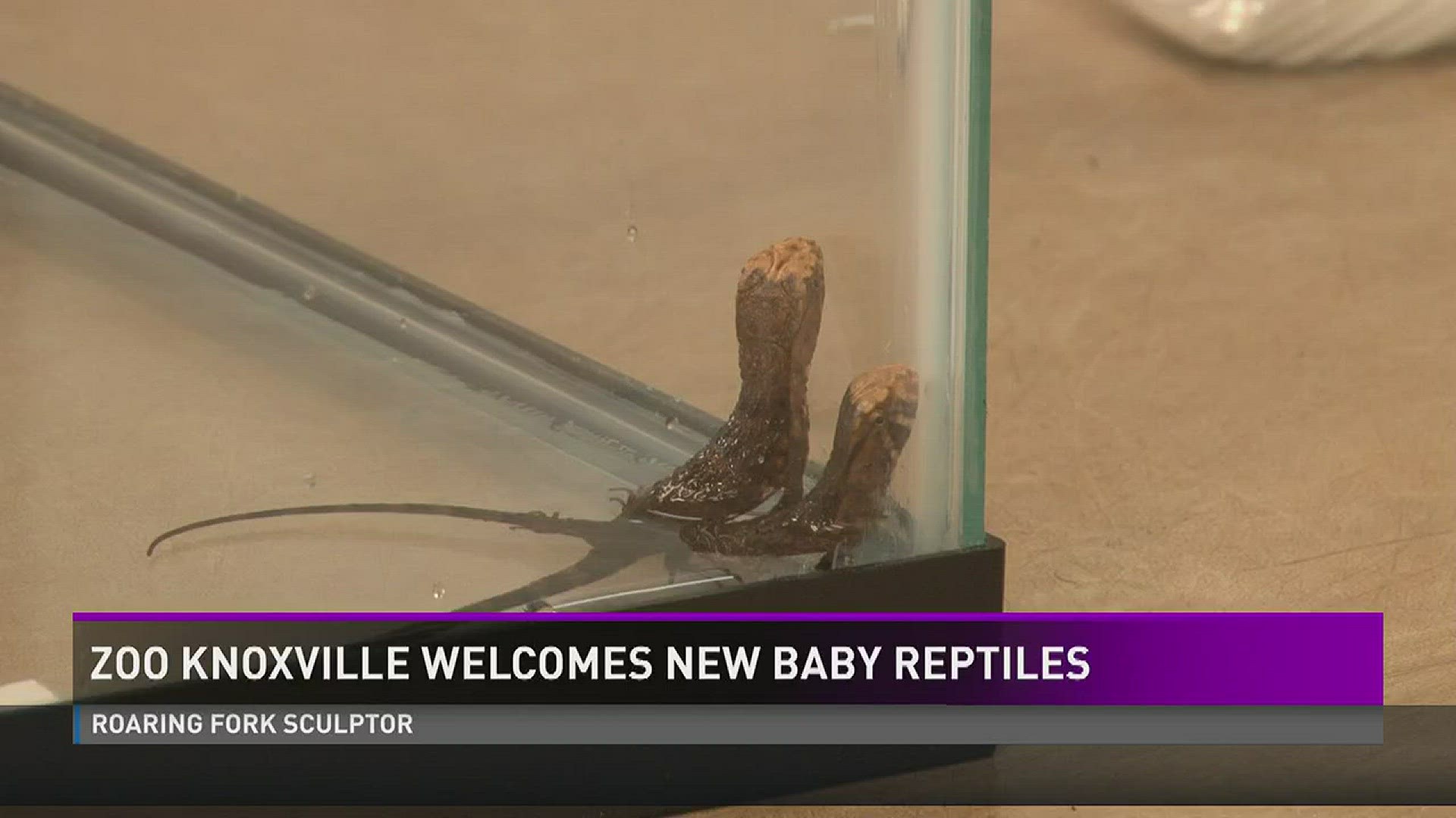 Zoo Knoxville welcomes new baby reptiles | wbir.com