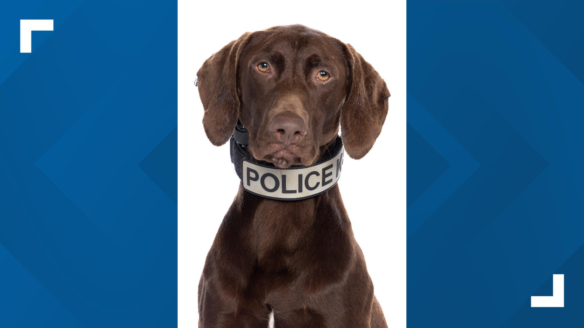 University of Tennessee Police Department mourning the loss of K9 Doc ...