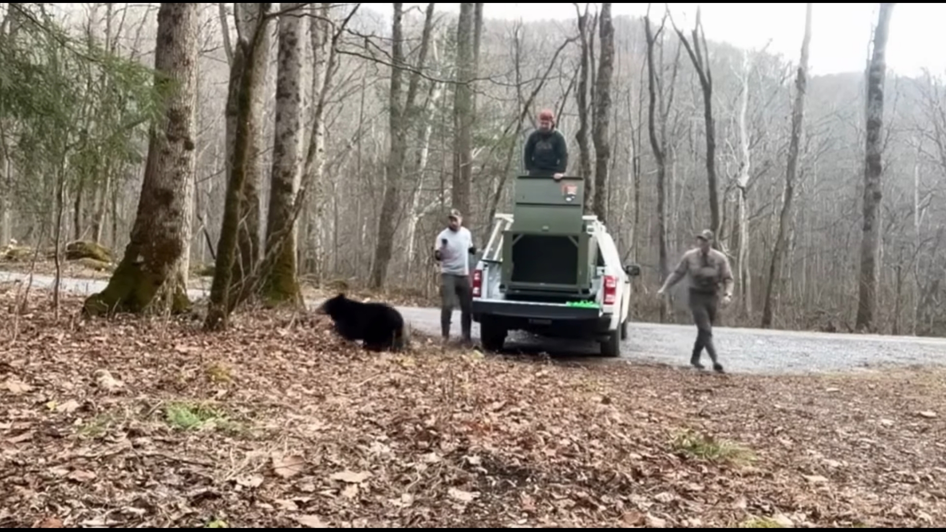 ABR releases 6 bears on Monday | wbir.com