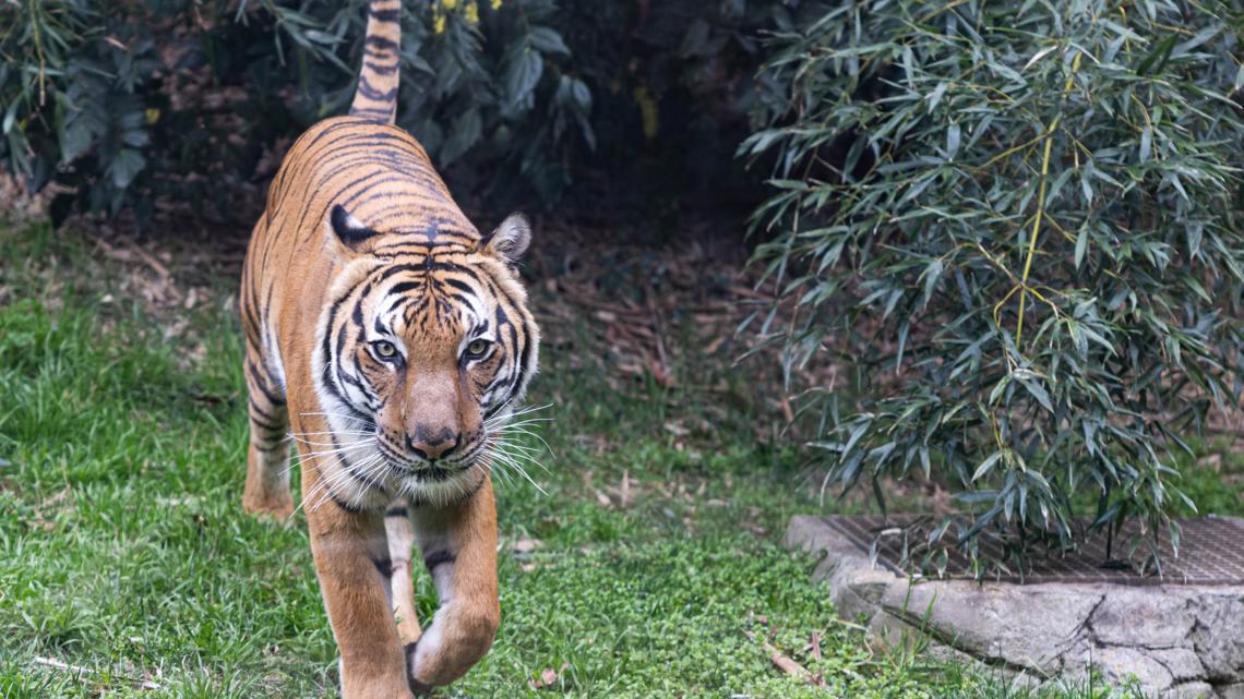 Jango the Malayan tiger joins Zoo Knoxville | wbir.com