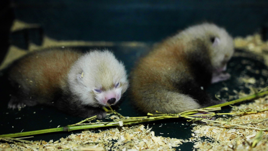 Zoo Knoxville welcomes red panda cubs born to Sisu and Doofah | wbir.com
