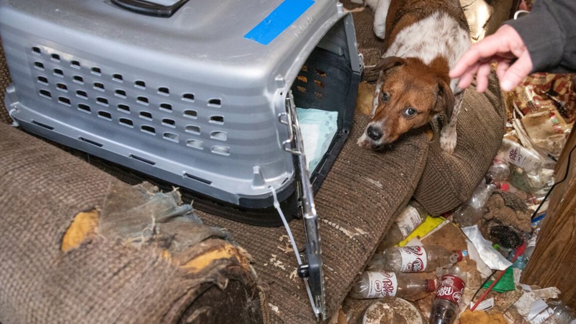 Animal Rescue Corps rescues 54 animals from desperate living situation ...
