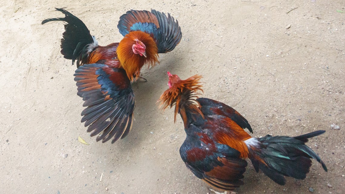 Nearly 100 cited after cockfights in Union County | wbir.com
