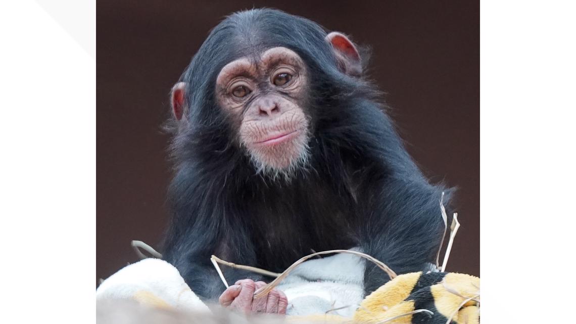Stevie the chimp debuts at Zoo Knoxville | wbir.com