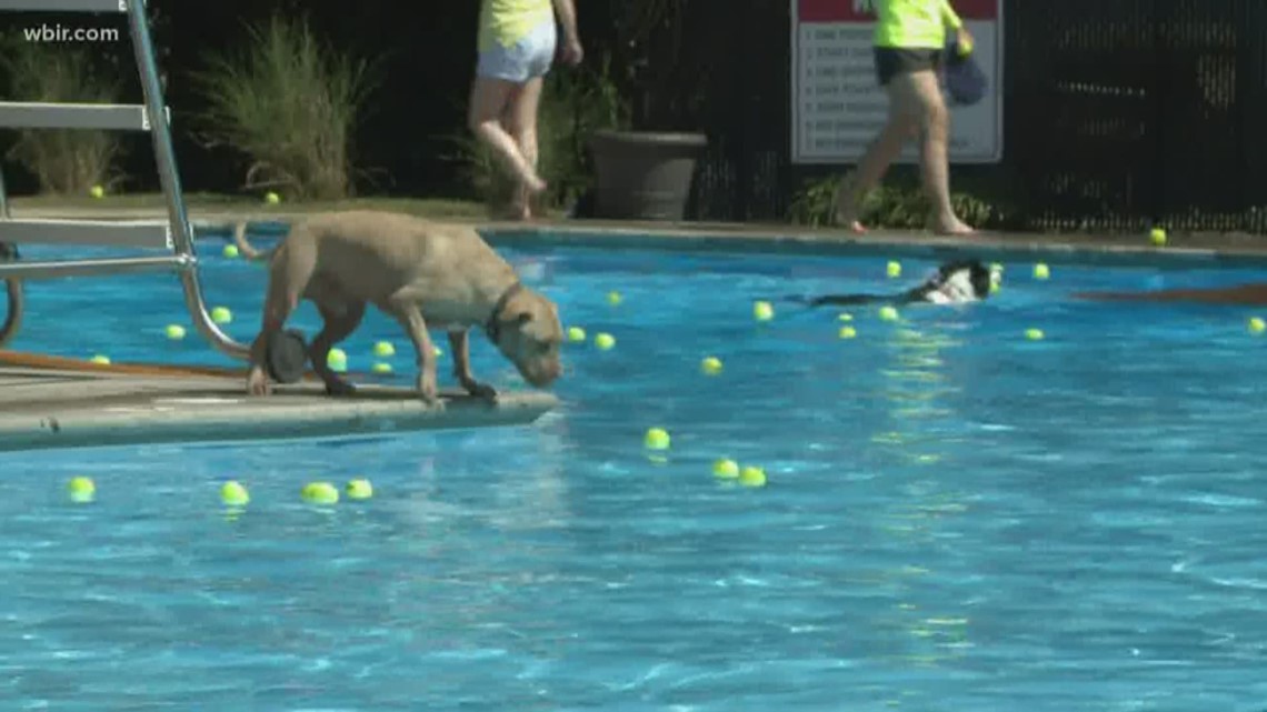 Water splashing, tails wagging at Inskip Pool | wbir.com