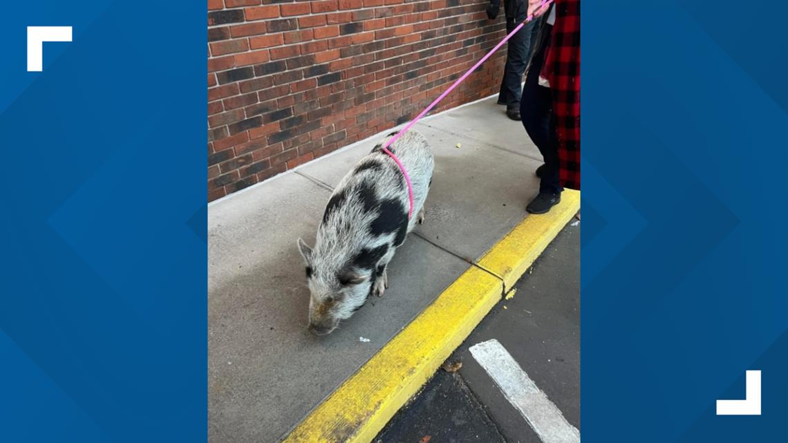 Loose pig spotted on Broadway | wbir.com