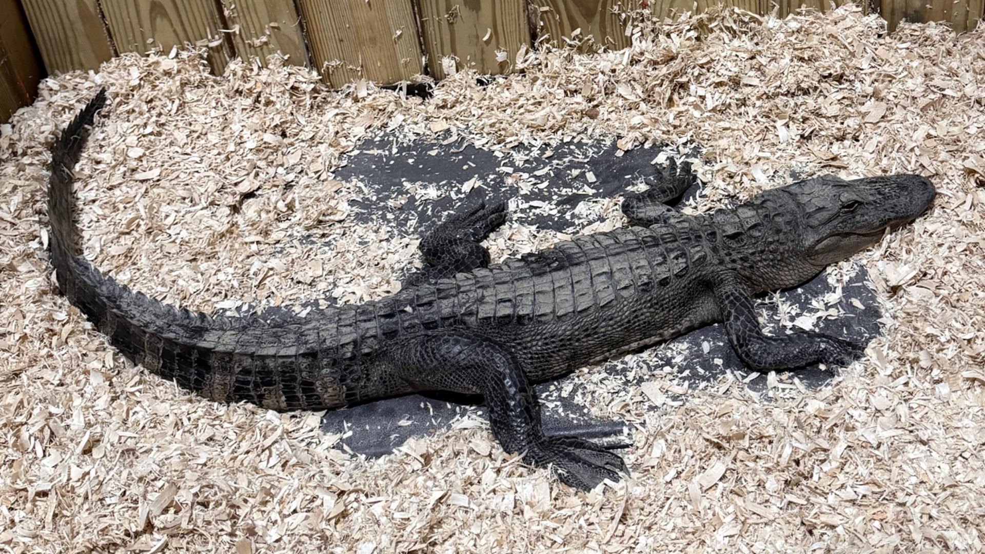 TWRA: Angler reels in alligator at least 3 feet long from East ...