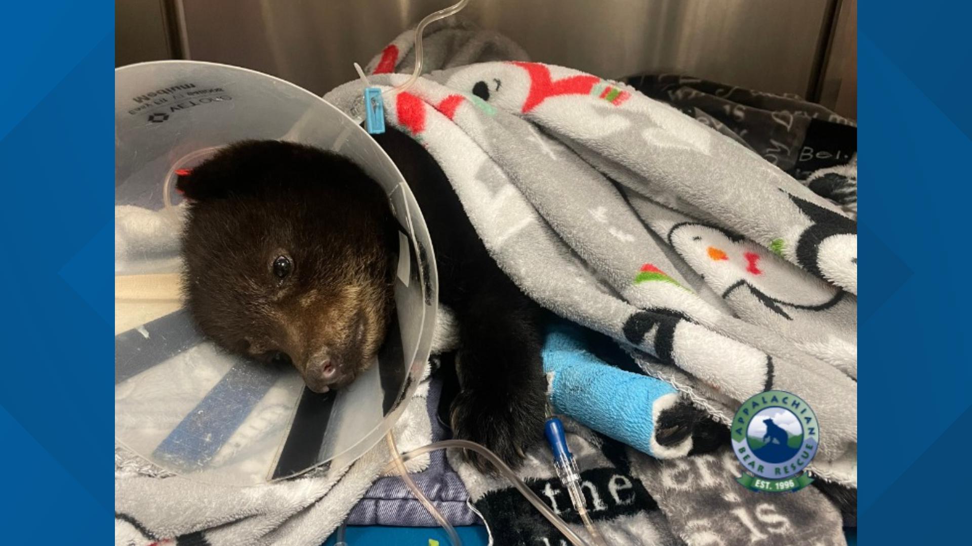 ABR: TWRA euthanizes 8 cubs after discussions that did not include the ...