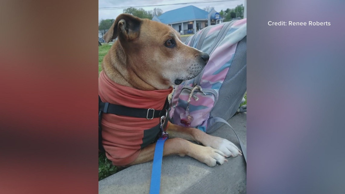 Woman devastated after beloved dog electrocuted outside Knoxville ...