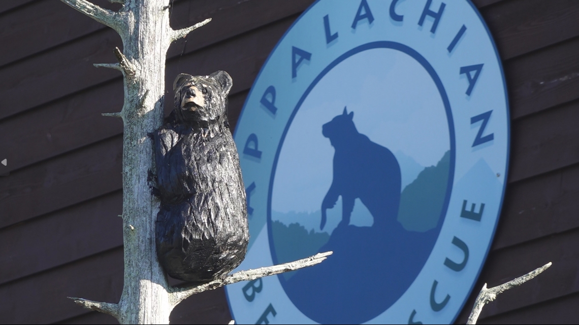 Appalachian Bear Rescue seeks donations for new facility | wbir.com