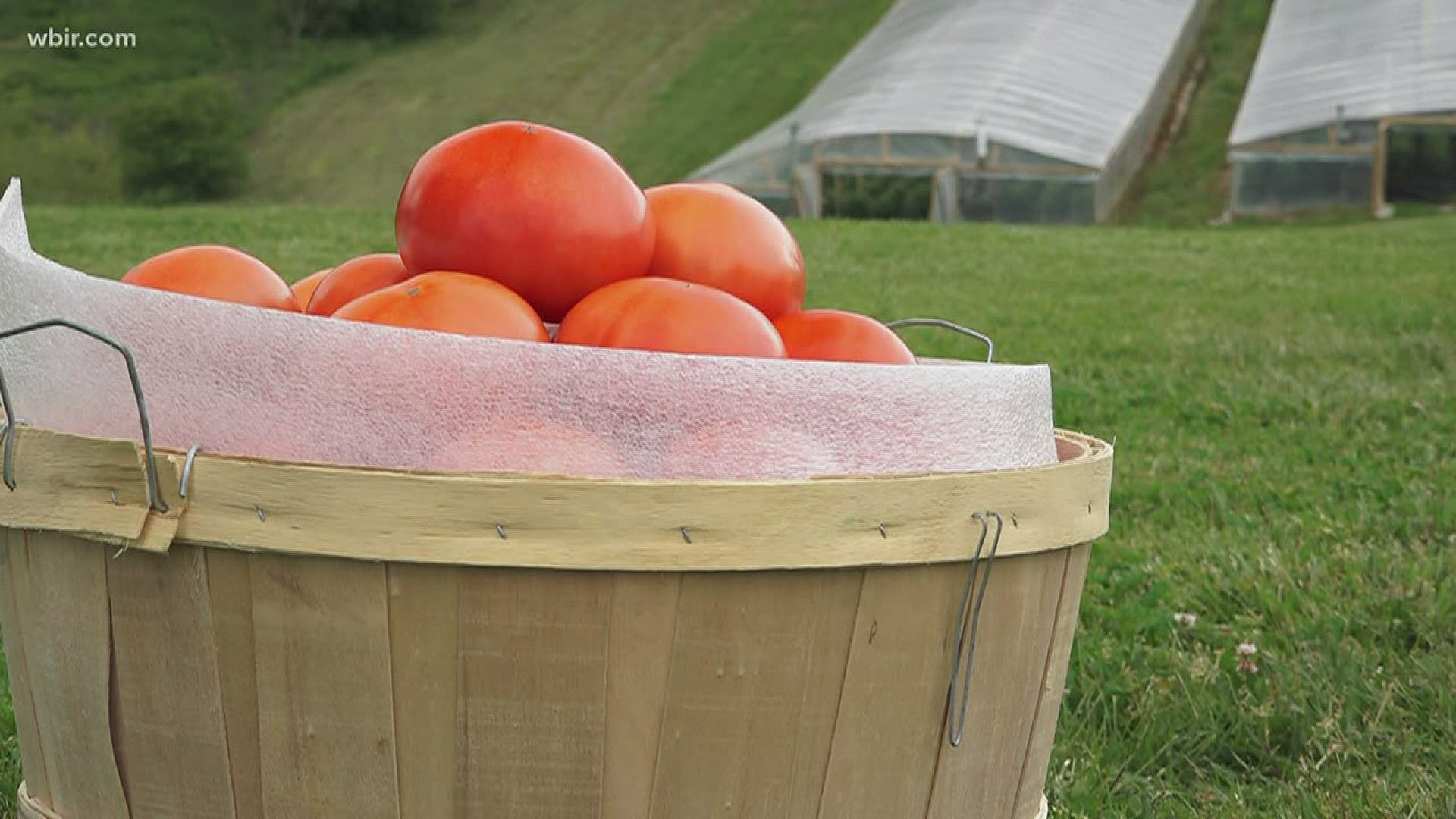 Grainger County Tomato Festival returns for 32nd year | wbir.com