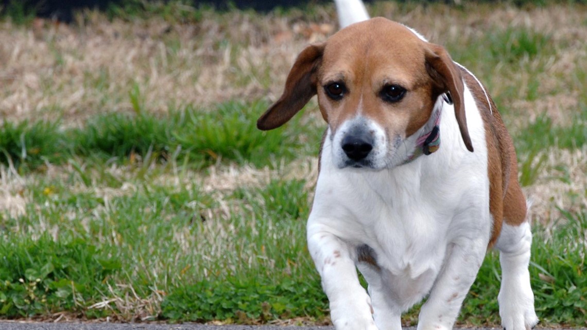 Beloved beagle whose weight-loss journey received national attention ...