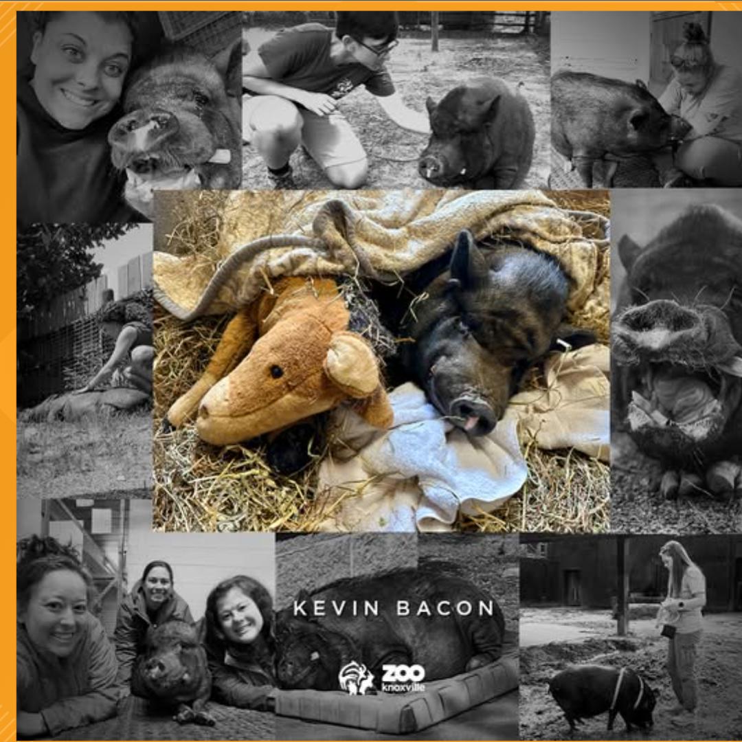 Zoo Knoxville pot-bellied pig, Kevin Bacon, dies | wbir.com