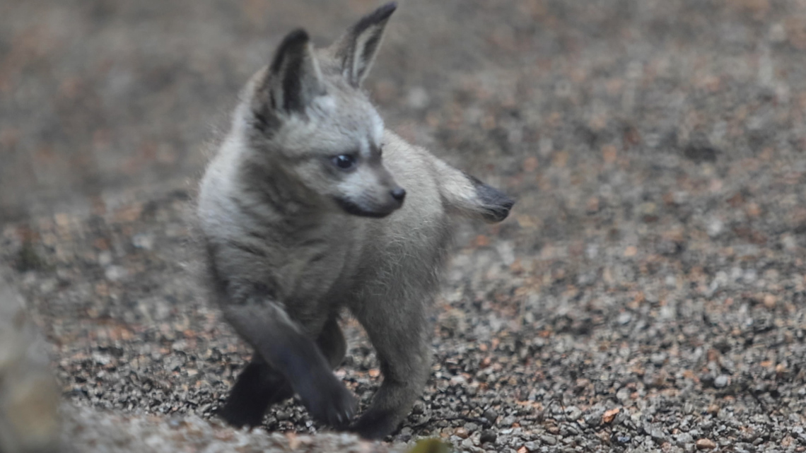 Zoo Knoxville welcomes the birth of bat-eared fox, Ziggy | wbir.com