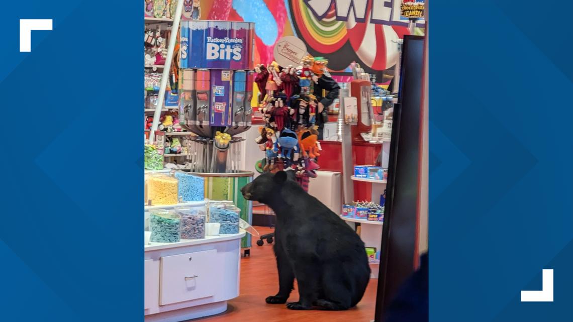 Bear caught eating candy at Gatlinburg candy store | wbir.com