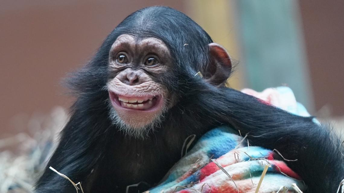 Chimpanzee Baby Cute