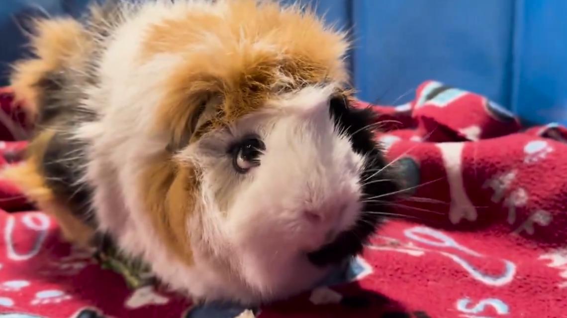 Zoo Knoxville honors Popcorn on Guinea Pig Day | wbir.com