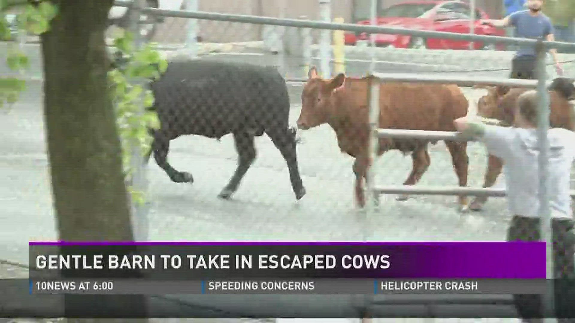Escaped slaughter house cows find sanctuary at The Gentle Barn | wbir.com