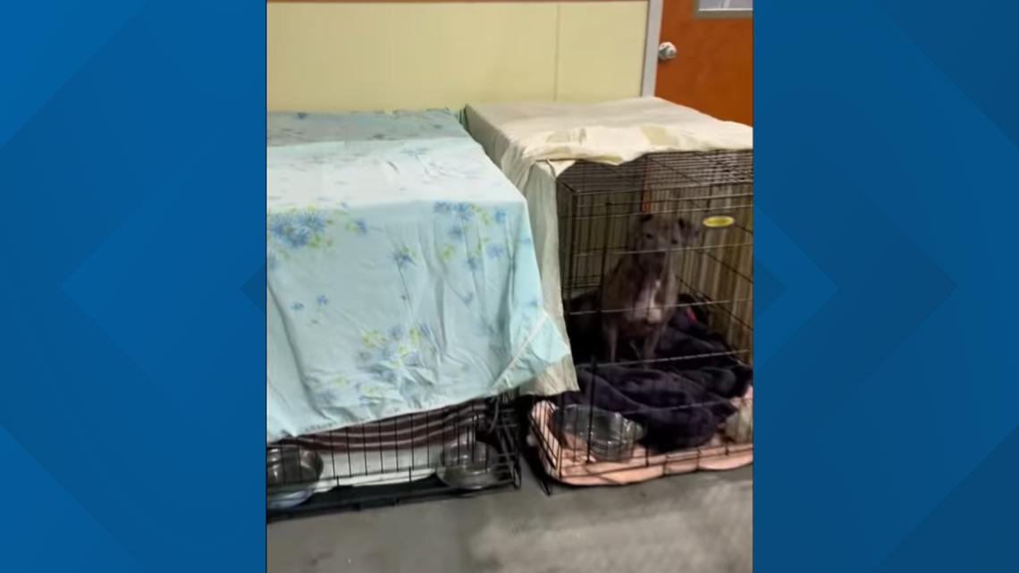 Sevier Animal Care Center asking for fosters, adopters as euthanasia ...