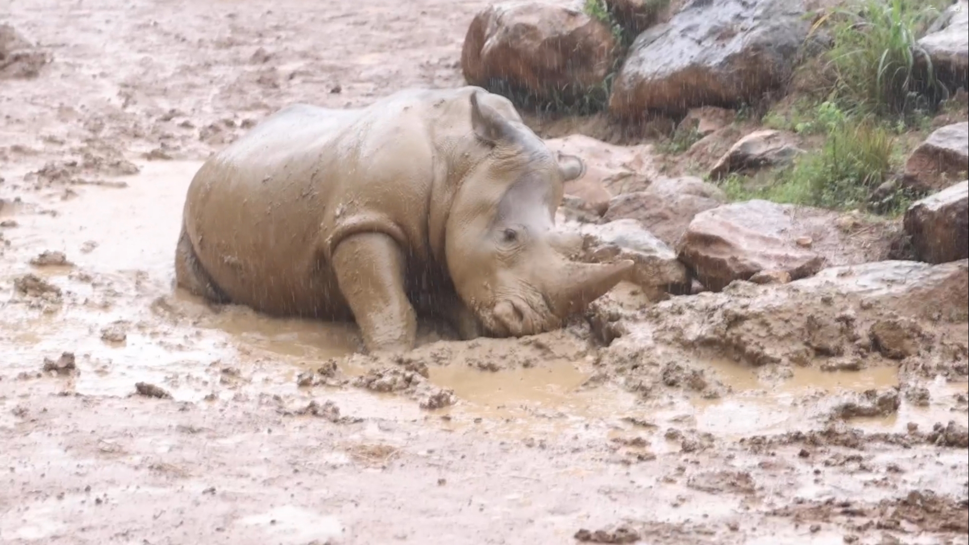 Gus and Liam Southern White Rhinos | wbir.com