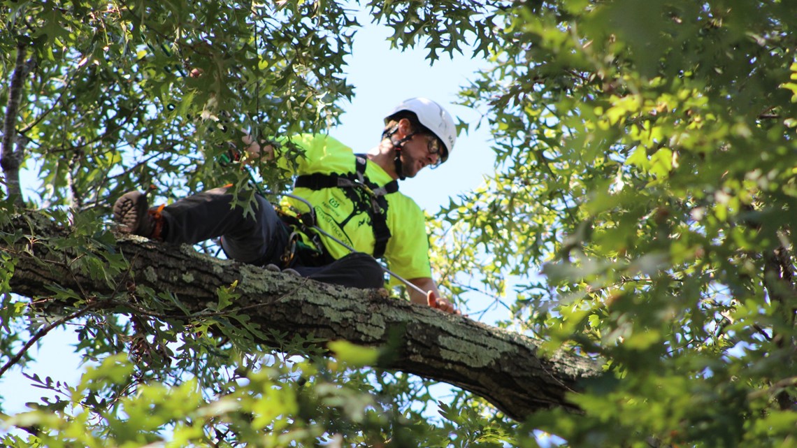 There's a World Championship for tree climbing, and it's in Knoxville ...