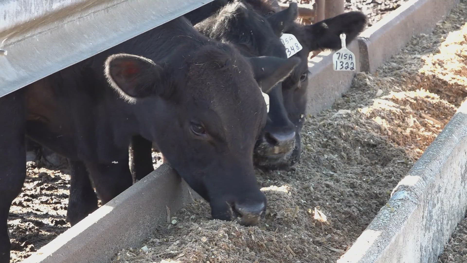 US cattle herds hit lowest levels in 75 years, USDA reports | wbir.com